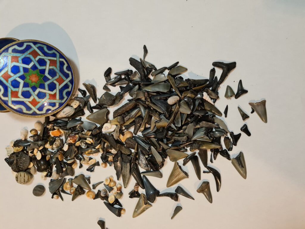 Haaientanden - Zeeuws Weerzien